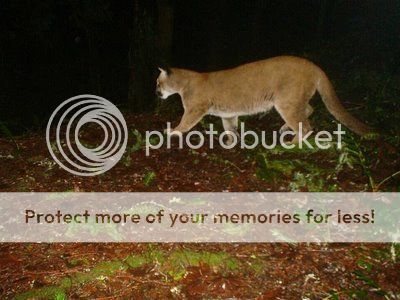 Finally got a pic. Mt. Lion in PA | The HuntingPA.com Outdoor Community